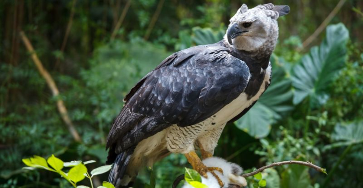 16 Harpy Eagle Facts That Are Terrifying and Totally Mesmerizing ...