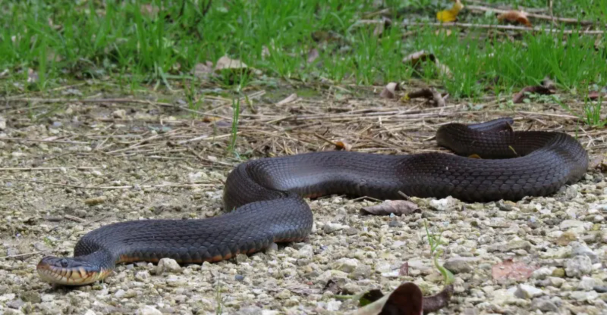 16 Most Frequently Spotted Snakes in American Suburbs - Exploring Animals
