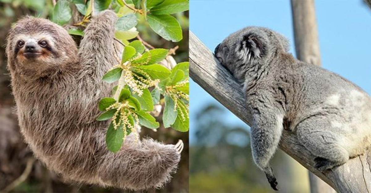 16 Times Evolution Created the Same Animal Twice in Different Parts of ...