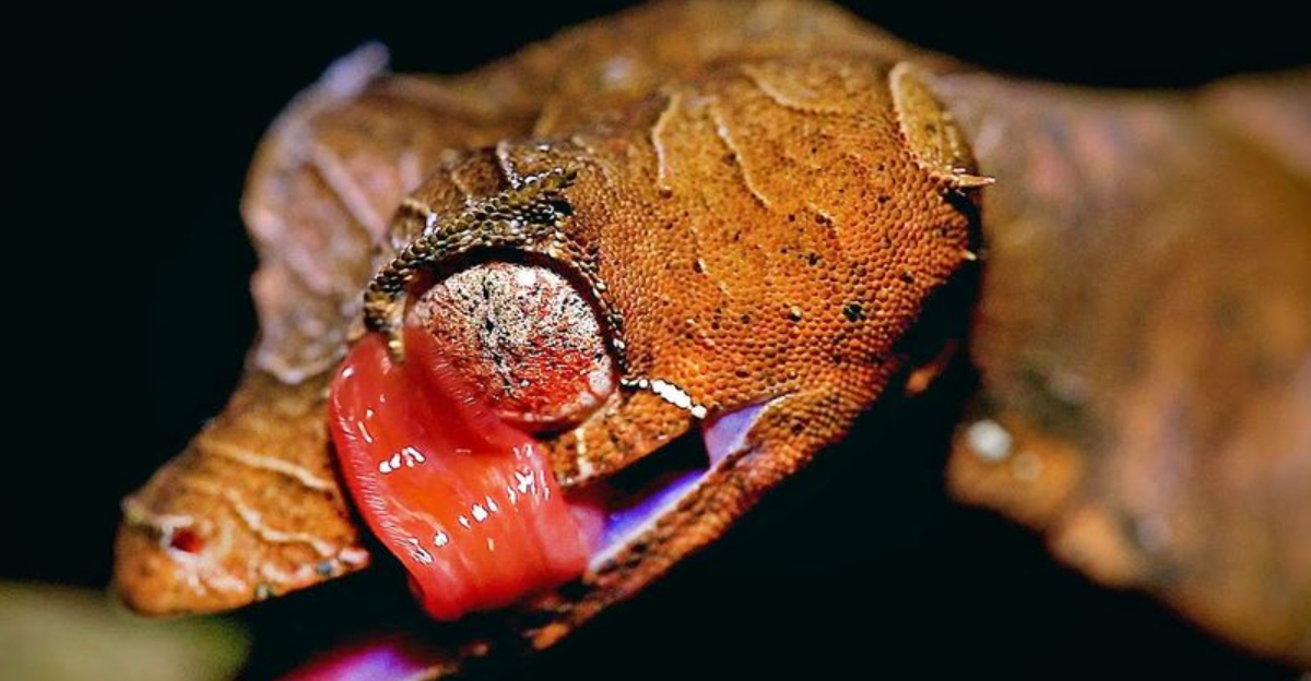 17 Animals With Eyes That Will Haunt Your Dreams - Exploring Animals