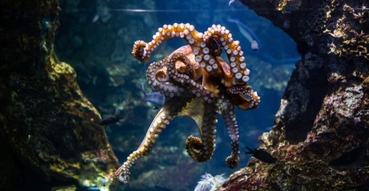 17 Astonishing Facts About Octopuses That Will Blow Your Mind ...