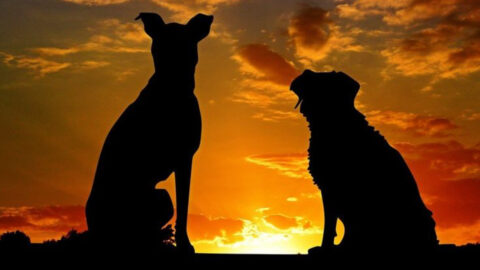 17 Comforting Ideas About Dogs and the Afterlife—And Why So Many People ...