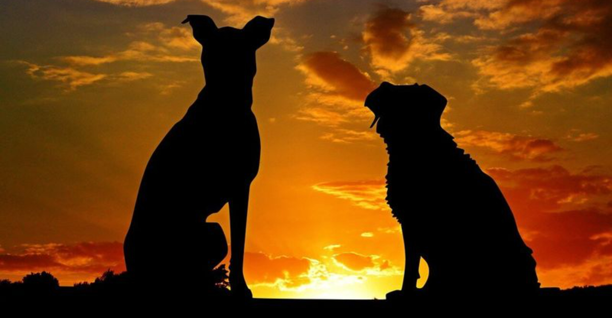 17 Comforting Ideas About Dogs and the Afterlife—And Why So Many People ...