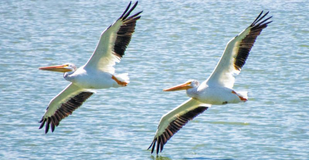 17 Creatures Making a Comeback in the Great Lakes Region - Exploring ...