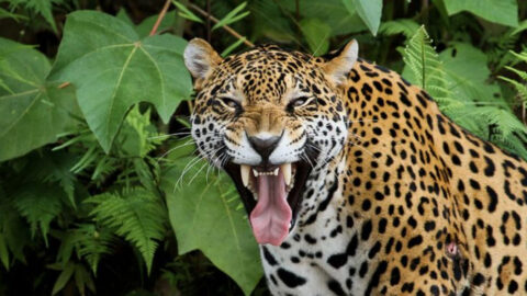 17 Most Fearsome Big Cats in the Wild—and 6 Lesser-Known Predators That ...