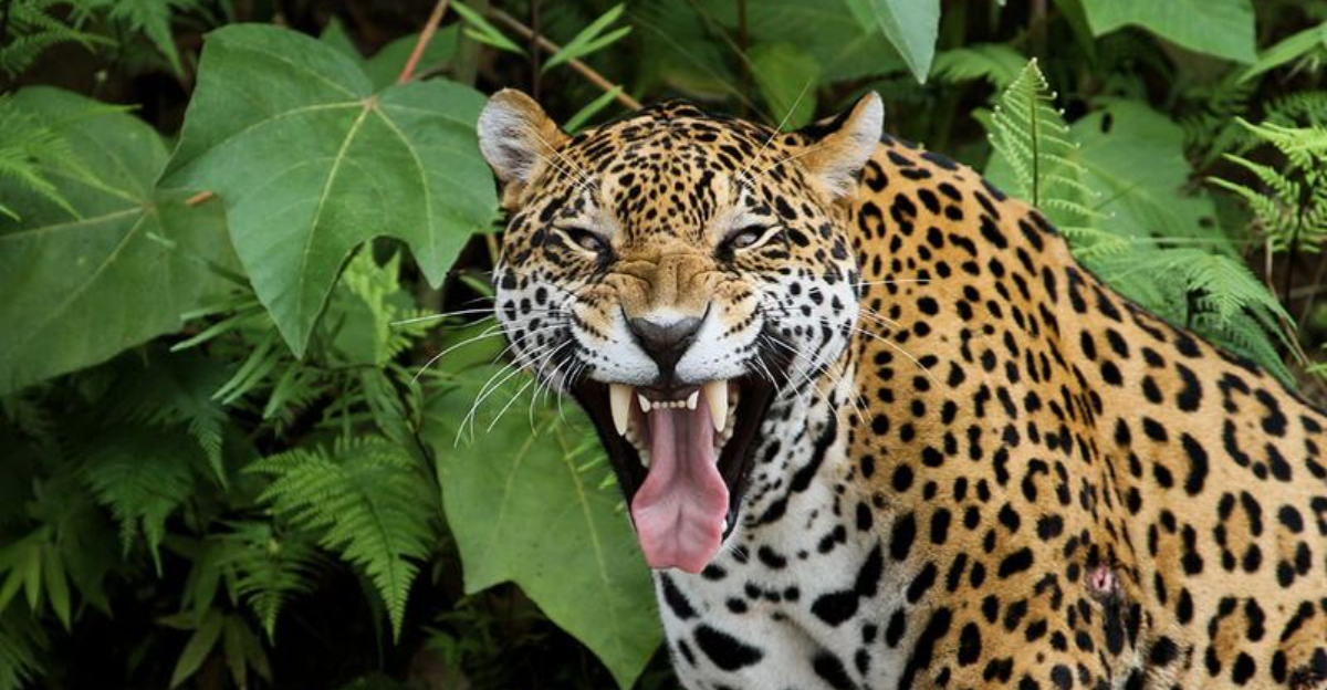 17 Most Fearsome Big Cats in the Wild—and 6 Lesser-Known Predators That ...