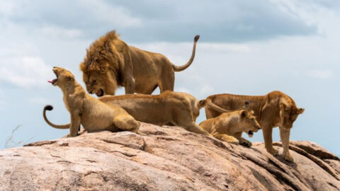 17 Powerful Wild Cats Across the Globe That Command Respect - Exploring Animals