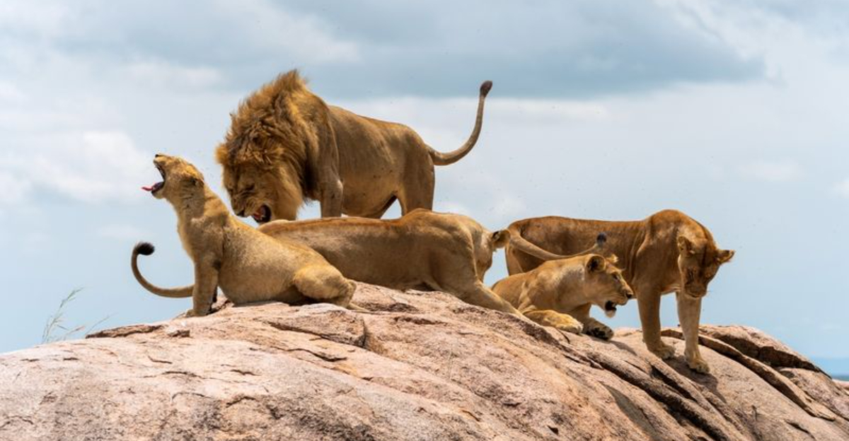 17 Powerful Wild Cats Across the Globe That Command Respect - Exploring ...