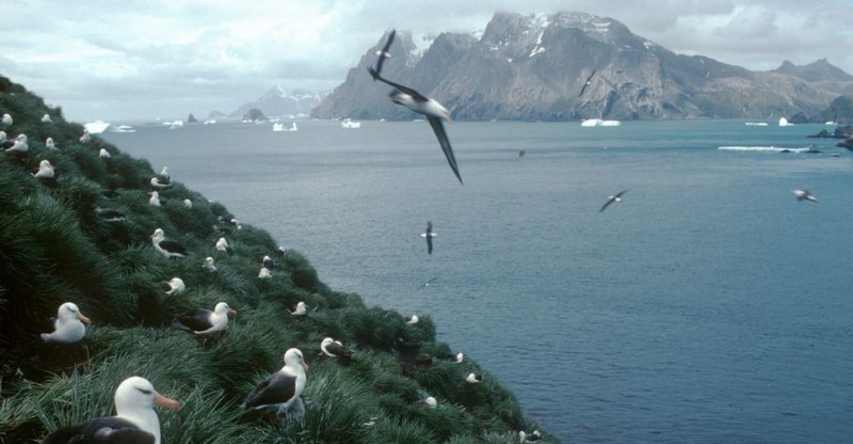 18 Birds That Navigate Thousands of Miles Without Getting Lost ...