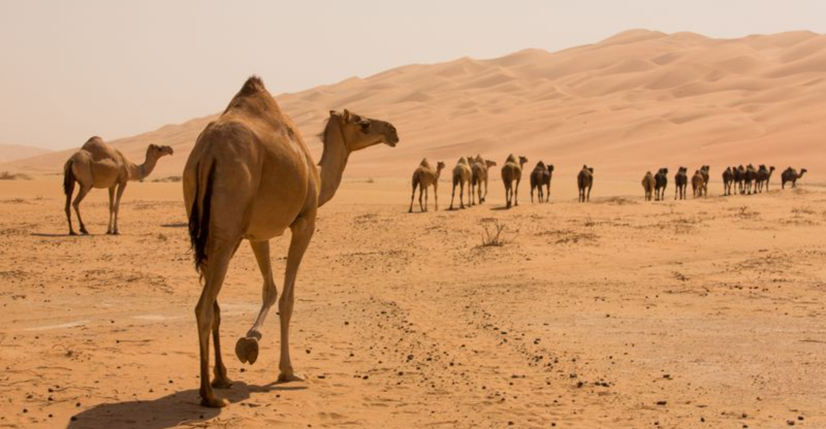 18 Cool Animals That Thrive in Summer Heat—and How They Beat the ...