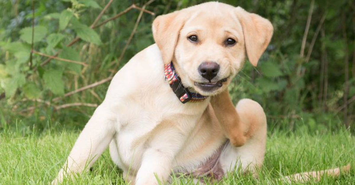 18 Dog Breeds That Trigger Allergies More Than You Think—And 7 That Don ...