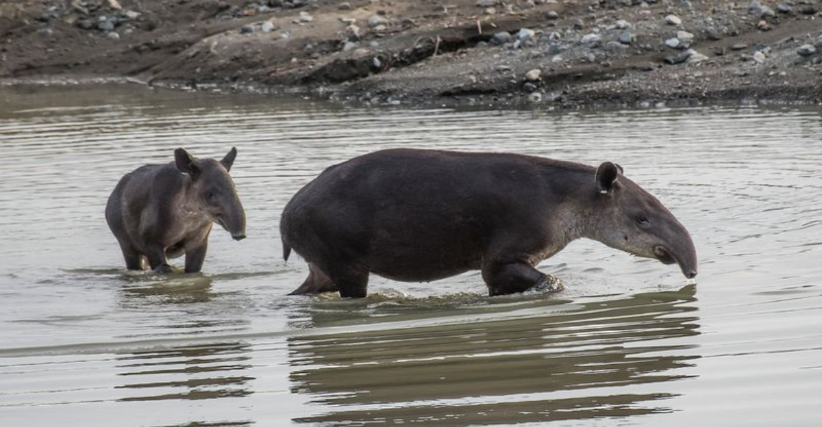 18 Incredible Animals That Live in the Andes Mountains - Exploring Animals