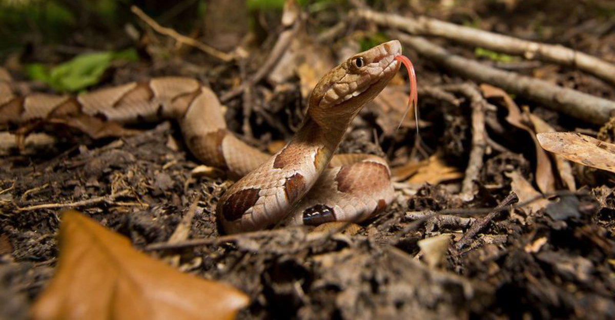18 Snakes Found in Iowa—4 You Should Watch Out For - Exploring Animals