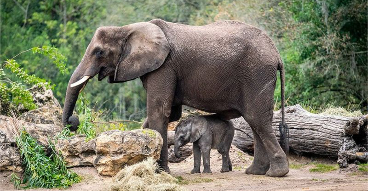 19 Animal Babies Born in Summer—Nature’s Cutest Season - Exploring Animals