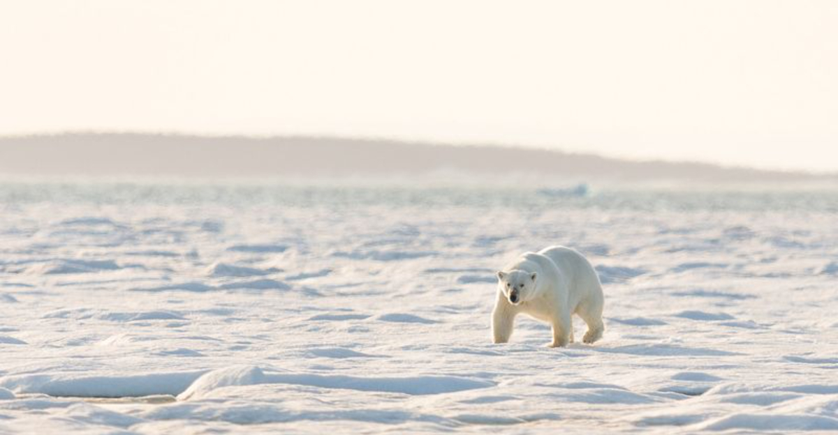 19 Lone Wanderers: Animals That Prefer a Life Without a Pack ...