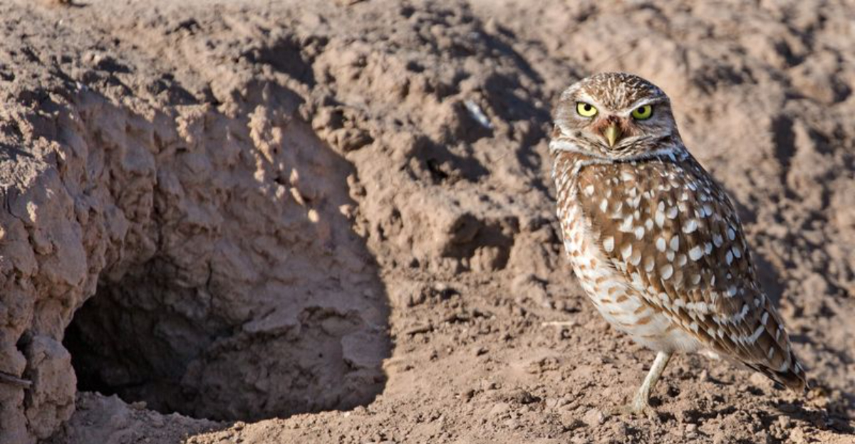 19 Mammals That Mastered Living Underground—And Why - Exploring Animals