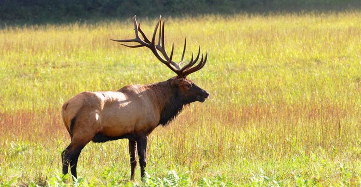 20 Best States for Spotting Elk in Their Natural Habitat - Exploring ...