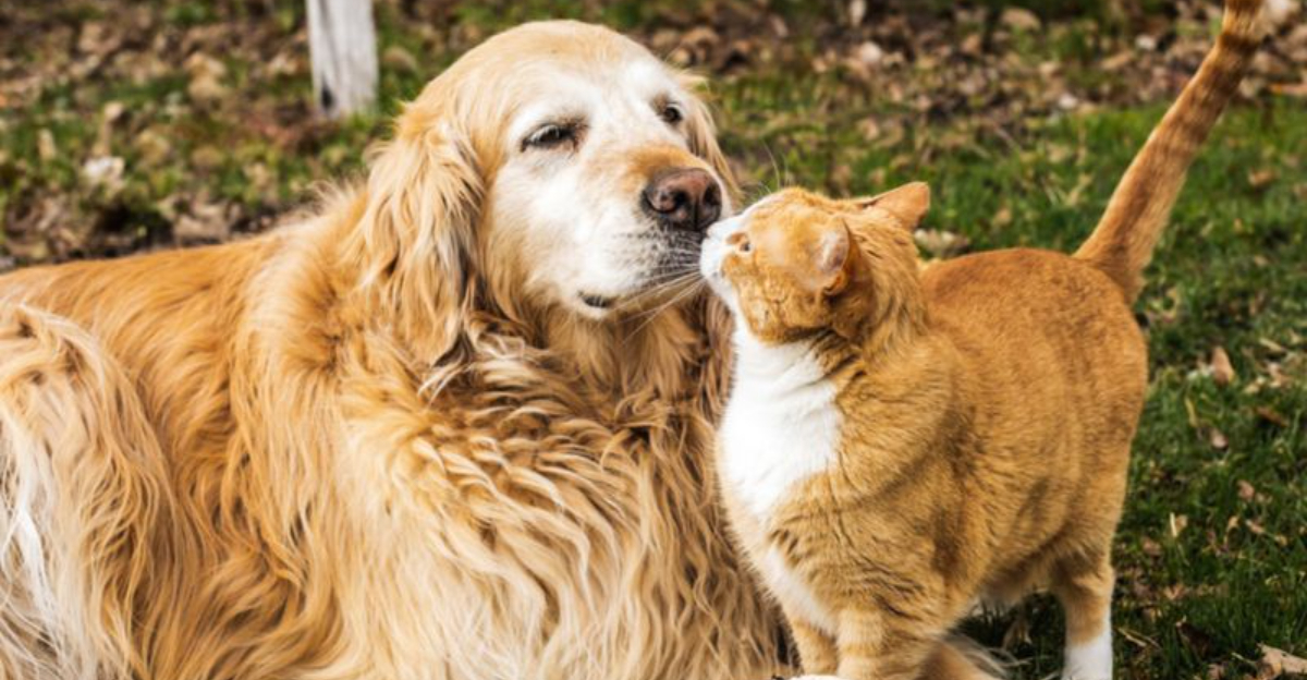 20 Creative Duo Names for Your Paired Pets — Find the Perfect Match ...