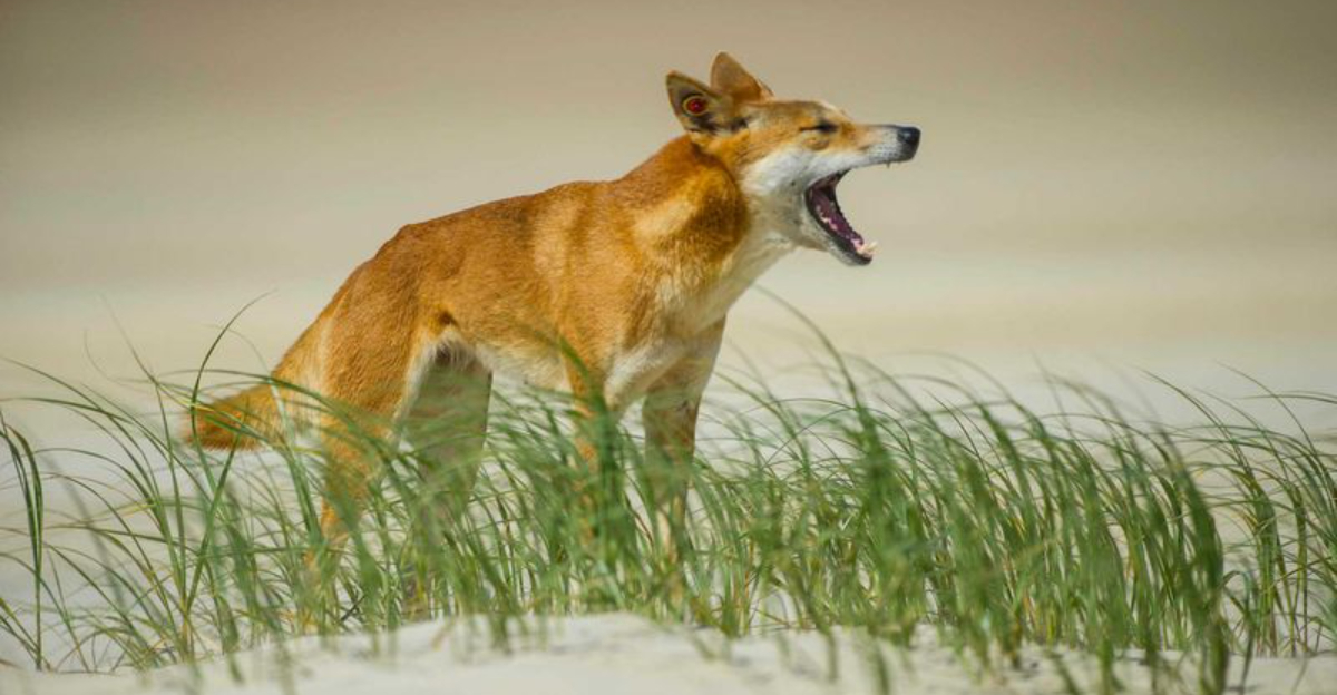 20 of the Deadliest Wild Canines in the Animal Kingdom - Exploring Animals