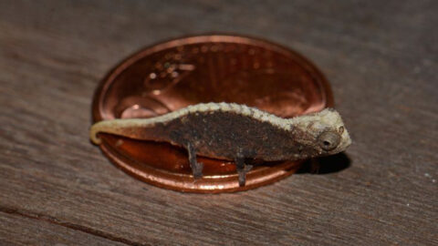 21 Creatures So Small and Strange, Scientists Almost Missed Them ...