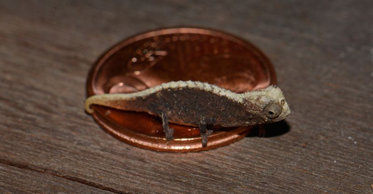 21 Creatures So Small and Strange, Scientists Almost Missed Them ...