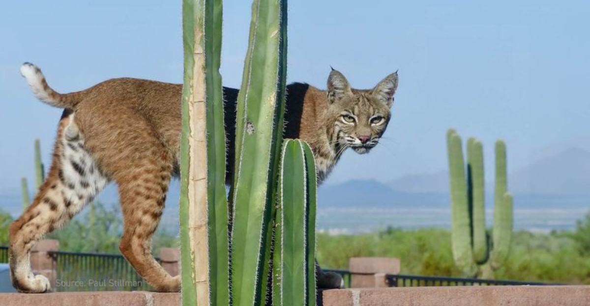 22 U.S. States Where Bobcats Roam Wild—and How to Stay Safe Around Them ...