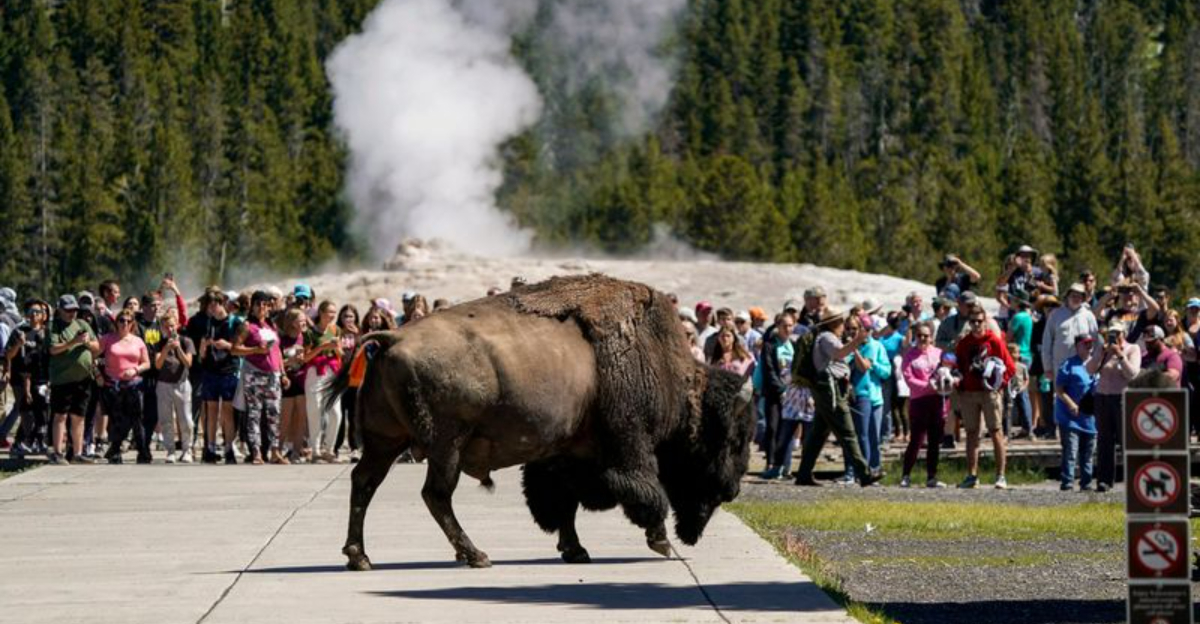 20 Unique Mammals Found Nowhere Else but the USA - Exploring Animals