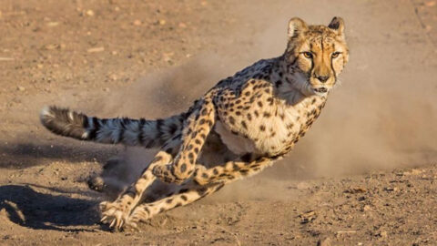 23 Fastest Animals on Earth - Exploring Animals