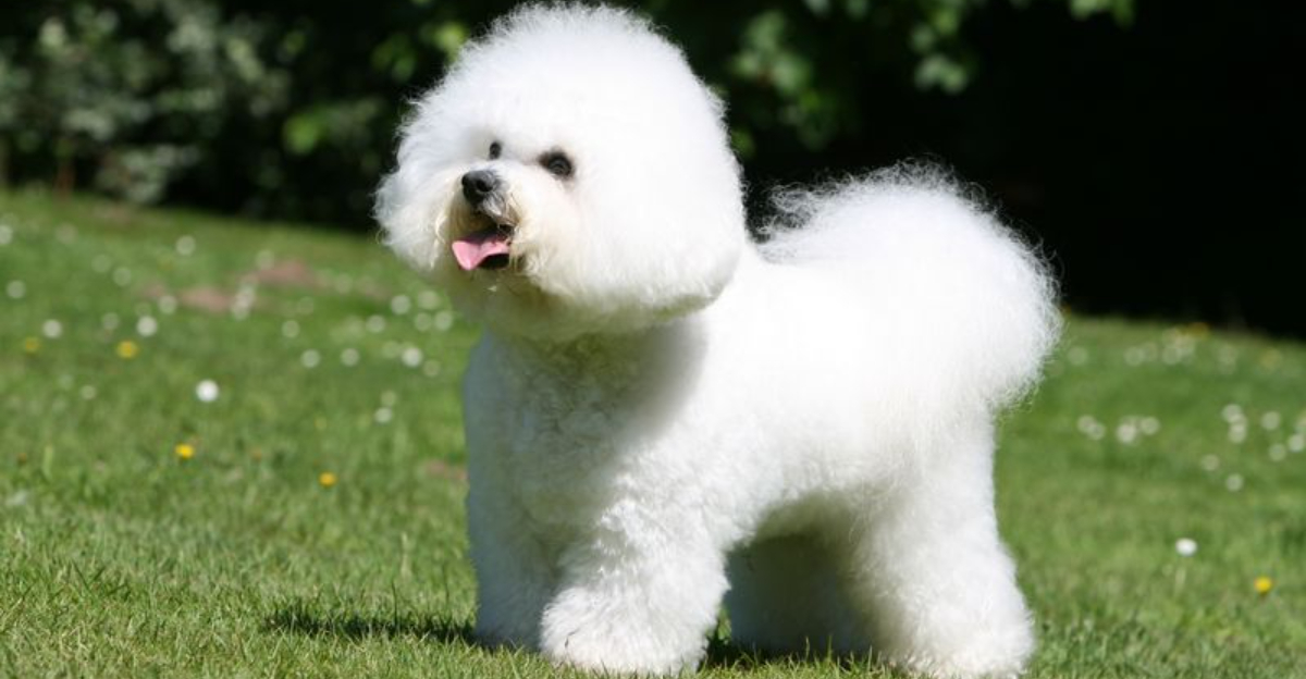 23 Sweet-Natured Dog Breeds That Make Great Companions for Seniors ...
