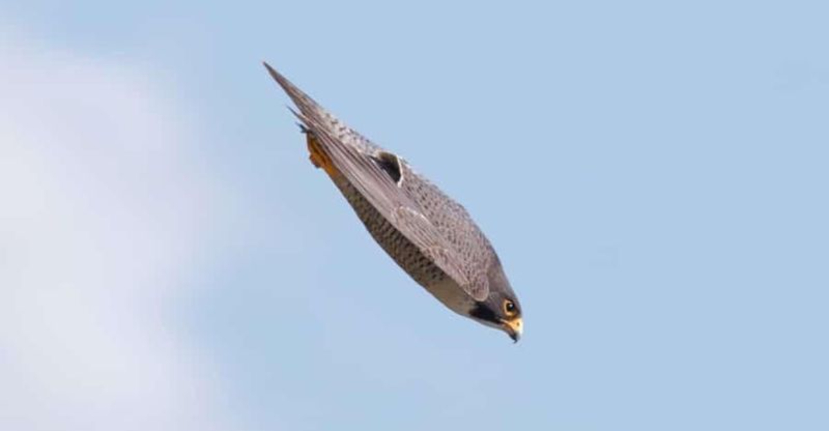 240 MPH of Precision: What Makes the Peregrine Falcon the World’s Most ...