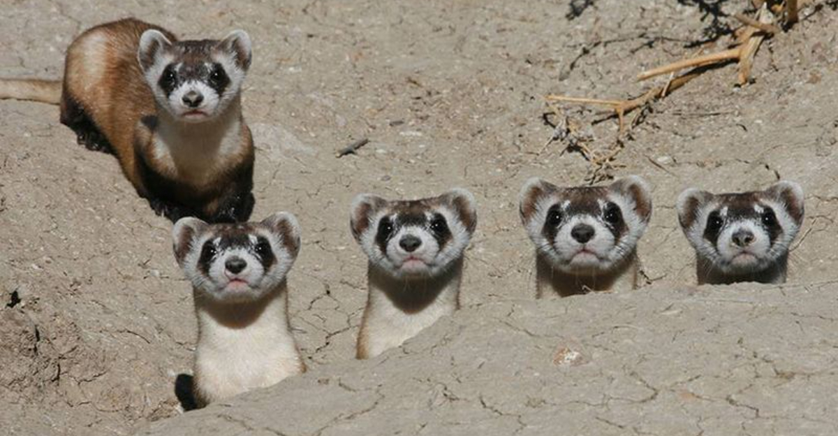 25 Animals That Made Incredible Comebacks From Near Extinction ...