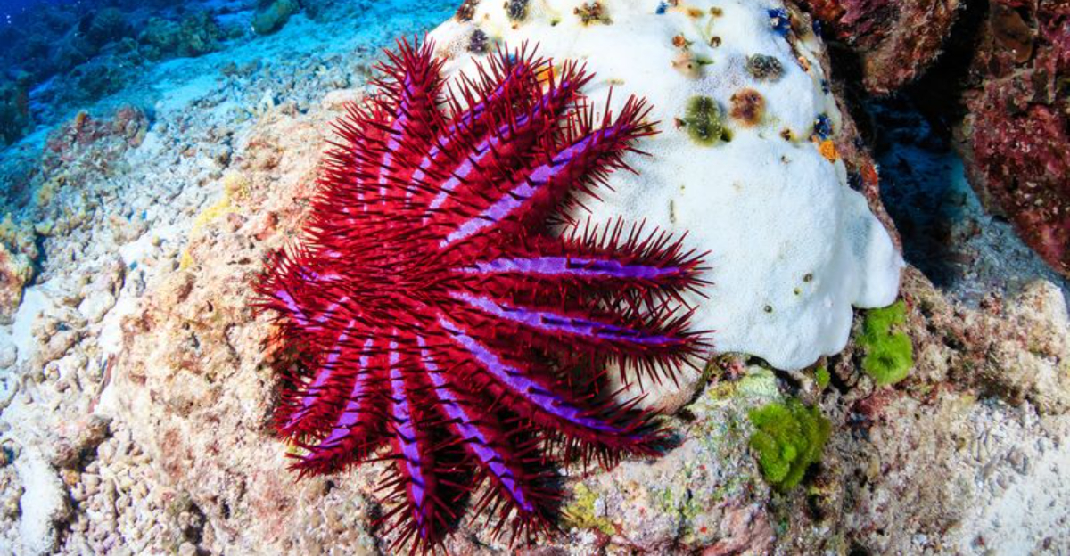 25 Sea Creatures Ranked by Danger—#1 Can Kill in Minutes - Exploring ...