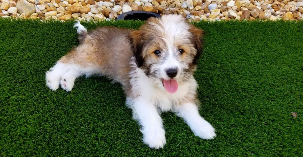 25 Shih Tzu Mixes Full of Charm, Character, and Cuteness - Exploring ...
