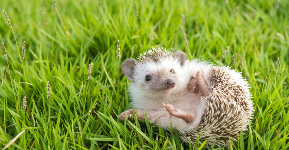 25 Surprisingly Cute and Cuddly Animals That Could Give Koalas ...