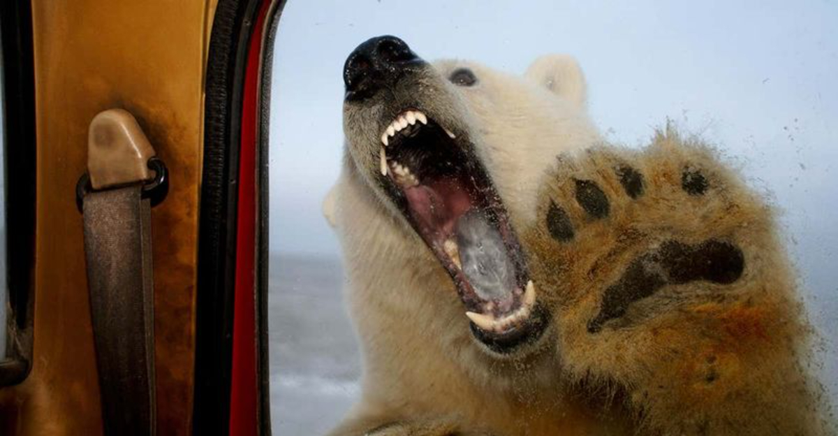 25 Wild Animals That Can Kill You—But Usually Don’t Want To - Exploring ...