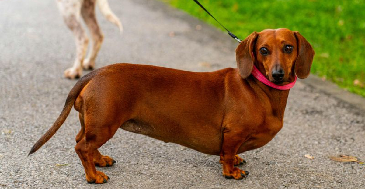 27 Dogs with Surprisingly Long Lifespans - Exploring Animals