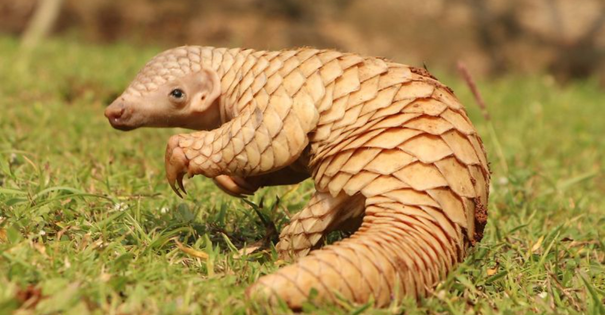 28 Incredibly Rare Animals and the Only Places They Still Exist ...