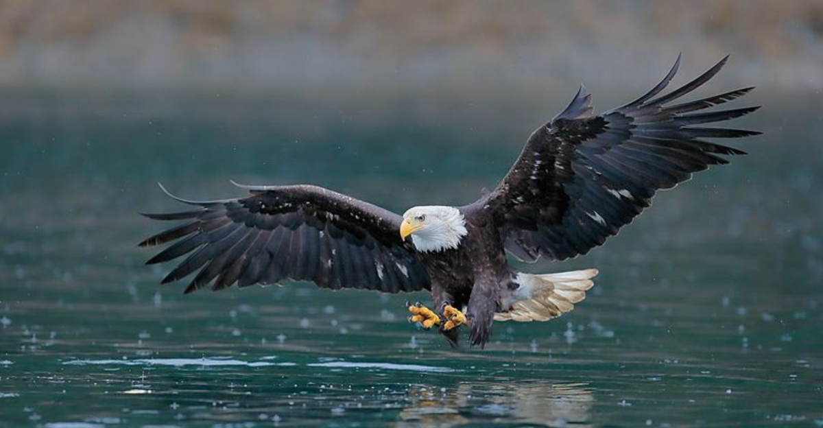 28 Wild Animals in the U.S. That Are Camera-Ready and Awe-Inspiring ...