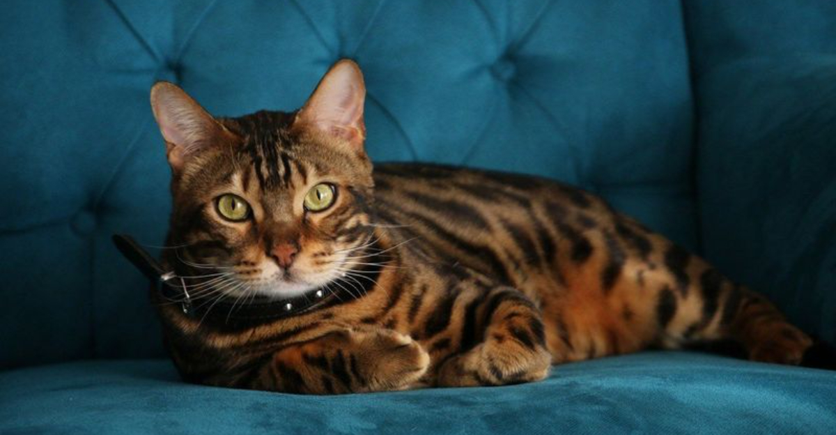 30 Cat Breeds Full of Love and Easy on Your Budget - Exploring Animals