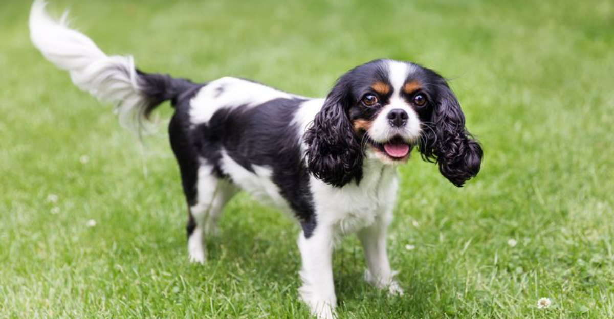 33 Exceptionally Beautiful Dog Breeds Around the World - Exploring Animals