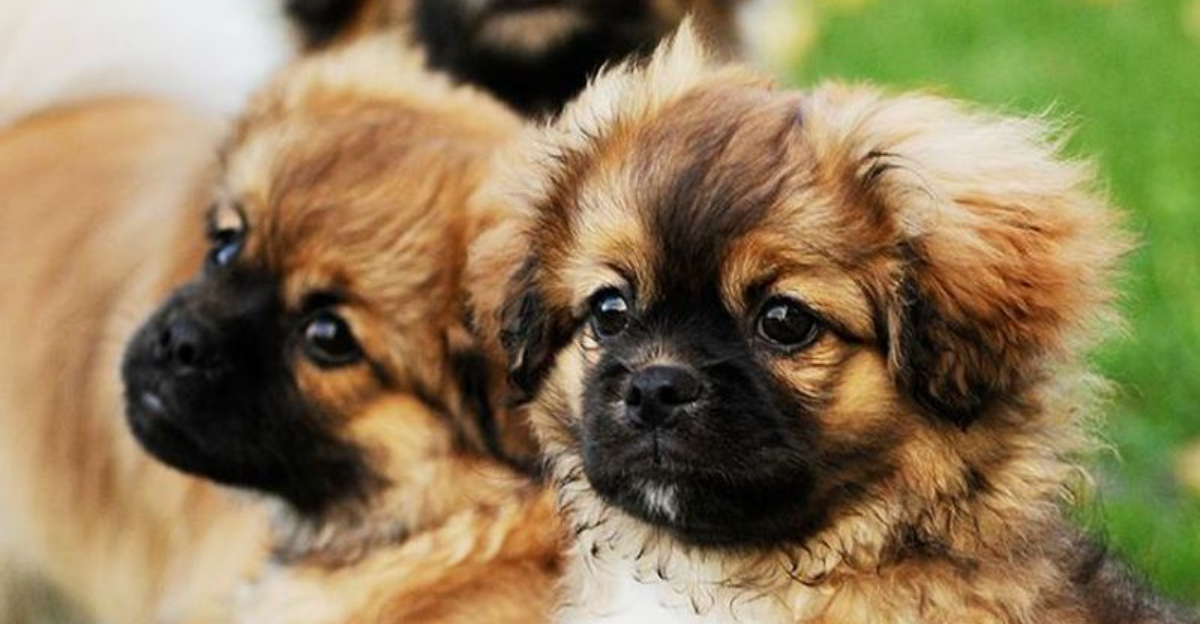35 of the Best Dog Breeds for Apartment and Home Living - Exploring Animals