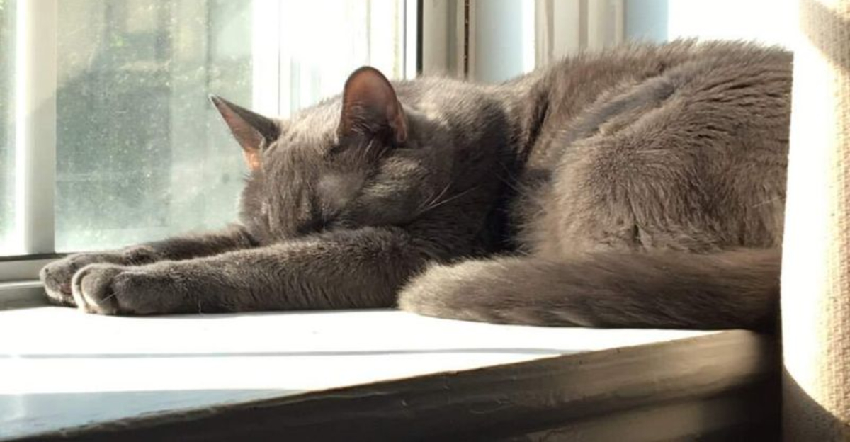 6 Surprising Signs Your Cat Is Mourning—And How They Show Their Deepest ...