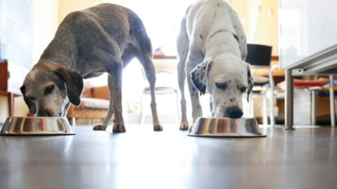 7 Big Mistakes People Make When Getting a Second Dog - Exploring Animals