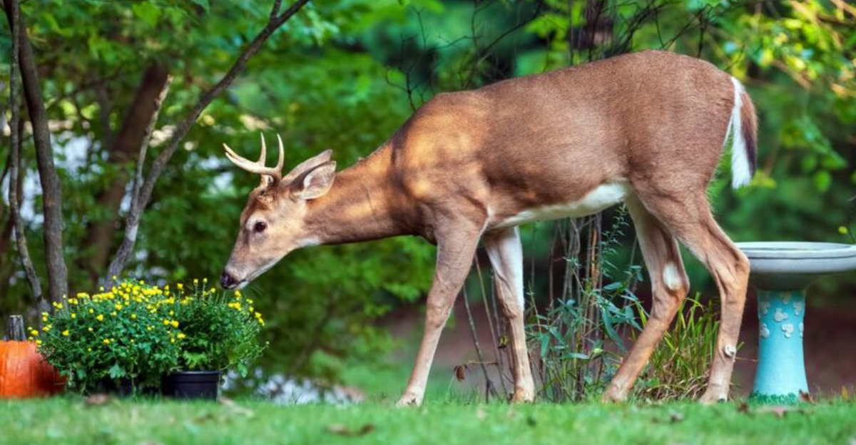 7 Scents Deer Absolutely Can’t Stand (And How to Use Them) - Exploring ...