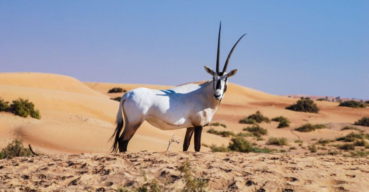 7 Species That Zoos Saved From the Brink of Extinction - Exploring Animals