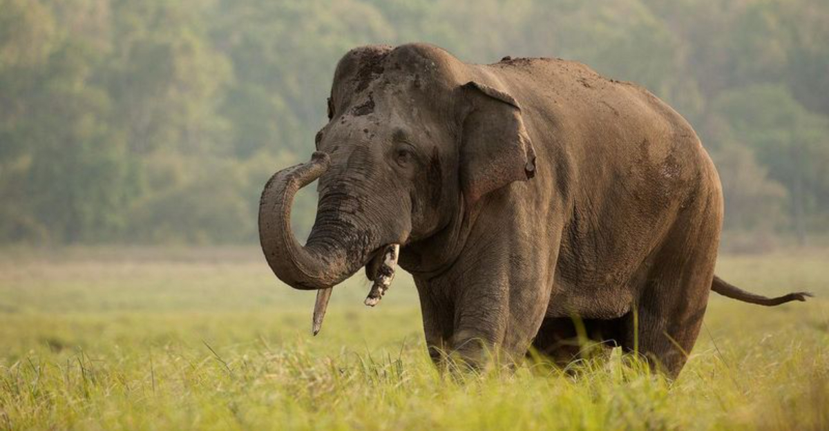 7 Surprising Animals That Purr — And Why It’s Not Just a Cat Thing ...