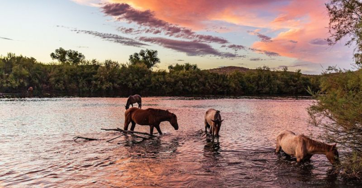 7 U.S. States Where You Can Still See Wild Mustangs Running Free ...
