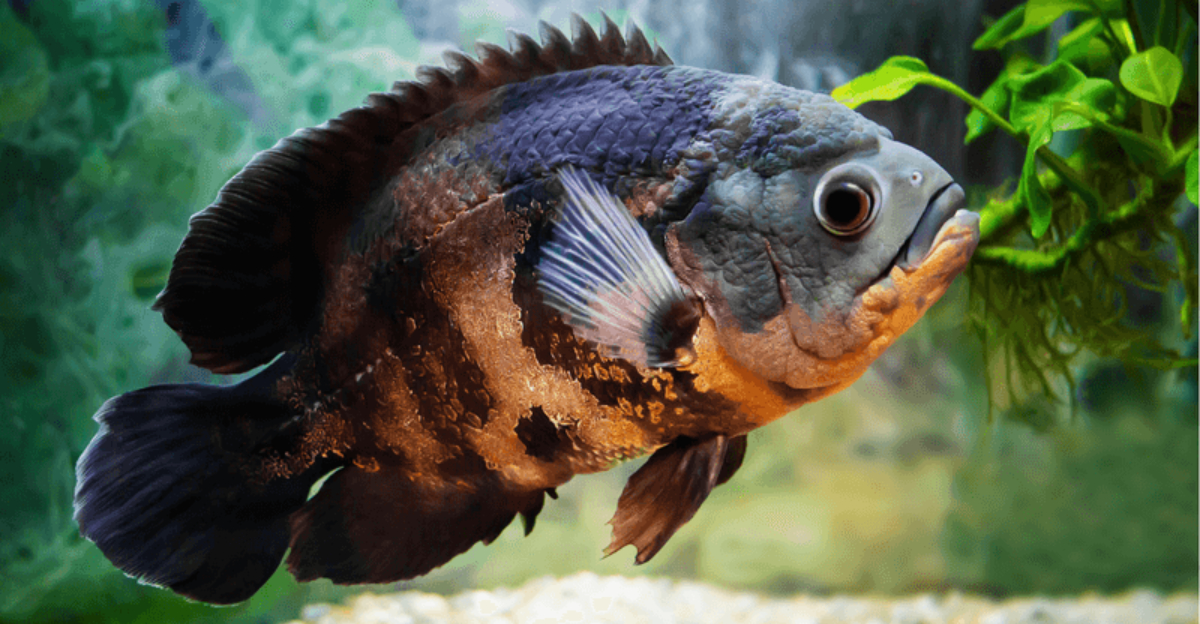 8 Fish That Outgrow Small Tanks—and 8 Species That Stay Just Right ...