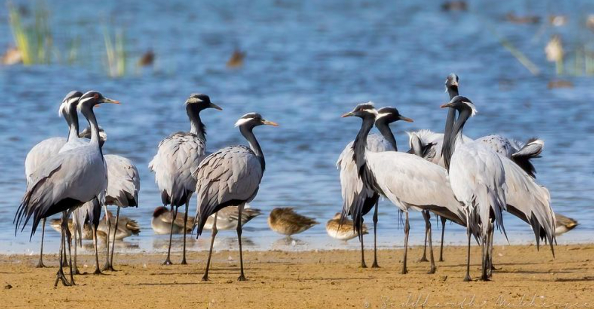 9 Crane Bird Species That Grace Wetlands Around the World—And 3 That ...