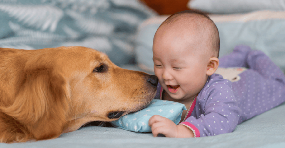 9 Dog Breeds That Are Surprisingly Gentle With Babies - Exploring Animals